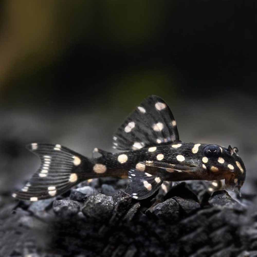 خرید کت خالص پلکو L201 سایز 2 تا 3 سانت - ماهی پت| فروشگاه اینترنتی ...