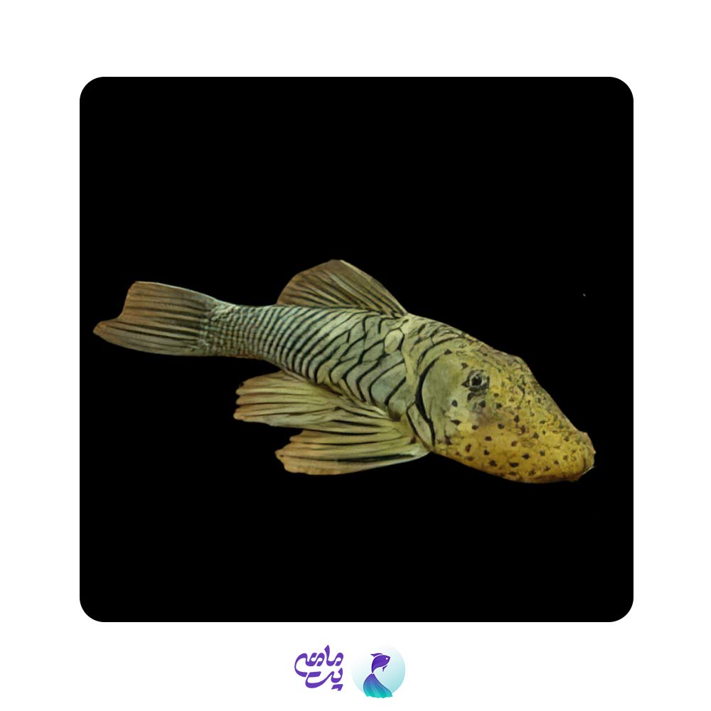 خرید پلکو L187 بولداگ سایز 3 تا 5 سانت - ماهی پت| فروشگاه اینترنتی ...