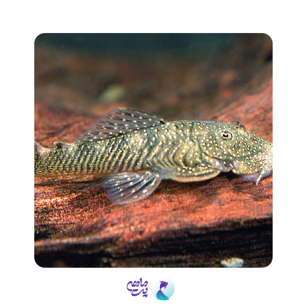 خرید پلکو L187 بولداگ سایز 3 تا 5 سانت - ماهی پت| فروشگاه اینترنتی ...